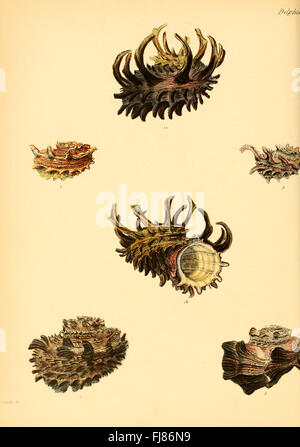 Illustrations of mollusk shells from Conchologia Iconica, featuring the ...