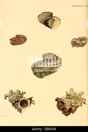 An illustration from 'Conchologia Iconica' focusing on the Mitra genus ...