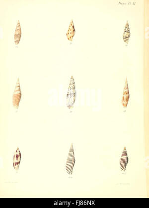 An illustration from 'Conchologia Iconica,' featuring the shell of a ...