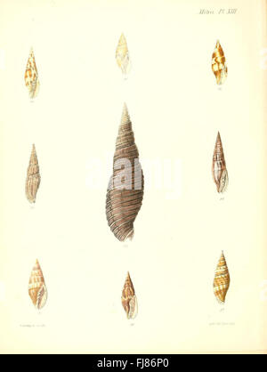 Illustrations of mollusk shells from Conchologia Iconica, featuring the ...