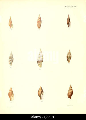 A scientific work illustrating mollusk shells, focusing on the Mitra ...