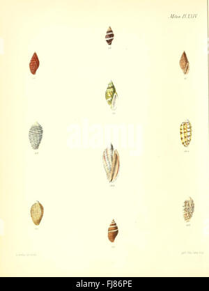 Illustrations from Conchologia Iconica, featuring shells of molluscous ...