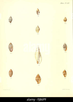 An illustration from 'Conchologia Iconica' focusing on the Mitra genus ...