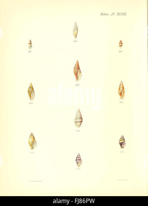 A scientific work illustrating mollusk shells, focusing on the Mitra ...