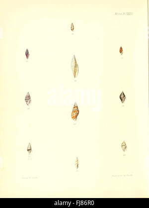 An illustrated work on mollusks, focusing on the Arca genus, with ...