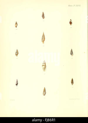 An iconic work of mollusk shell illustrations, focusing on the genus ...