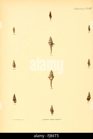 Conchologia Iconica, an extensive illustrated work detailing the shells ...