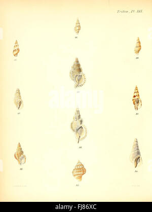 Conchologia Iconica, an extensive illustrated work detailing the shells ...