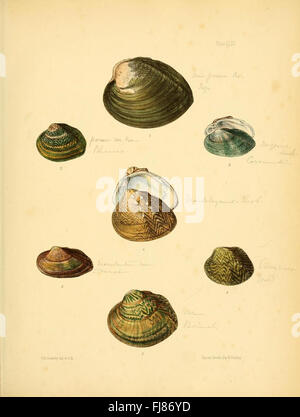 A detailed illustration and description of mollusk shells, focusing on ...