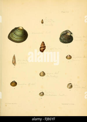 Illustrated classification of mollusks, documenting shell morphology ...