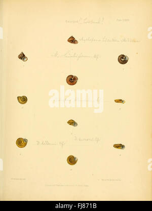A detailed work on the mollusks of India, focusing on their ...