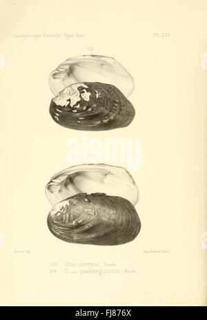 China, Harvard University, MCZ, Ernst Mayr Library, Mollusks, Nanjing ...