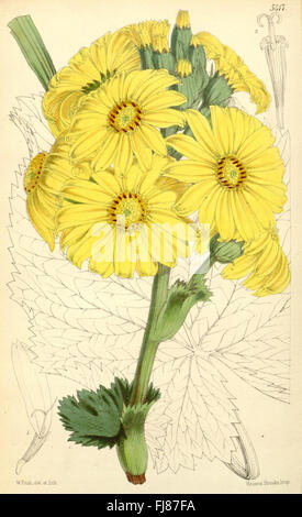 Curtis's *Botanical Magazine*, housed in the Missouri Botanical Garden ...