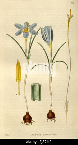 Curtis's Botanical Magazine, botany, Missouri Botanical Garden, Peter H ...