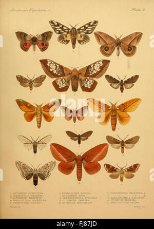 American Lepidoptera, butterflies, Brazil, Harvard University, MCZ ...