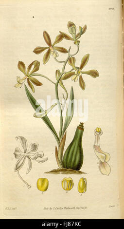 Curtis's botanical magazine ,Botany Missouri Botanical Garden, Peter H ...
