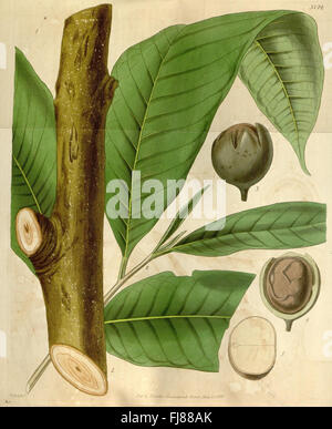 A botanical magazine featuring illustrations and descriptions of plants ...