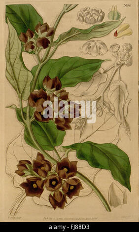 Illustrated botanical periodical featuring plant descriptions, taxonomy ...
