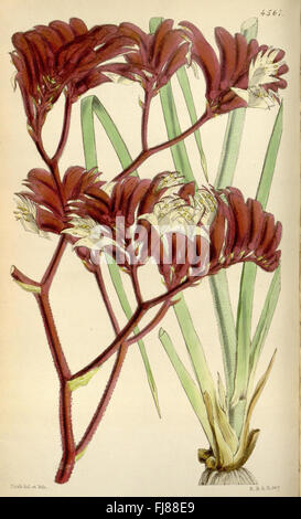 Curtis's Botanical Magazine, Botany, Missouri Botanical Garden, Peter H ...