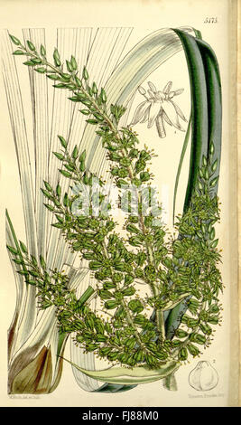 Curtis's botanical magazine (Tab. 5175) (9444632330 Stock Photo - Alamy