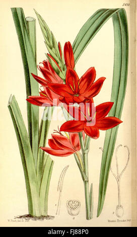 Curtis's botanical magazine (Tab. 5422) (8166997697 Stock Photo - Alamy