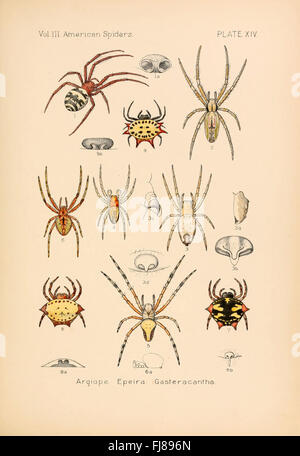 American spiders and their spinningwork, Spiders, United States Stock ...