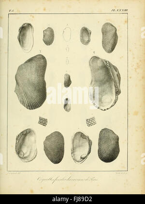 Description of fossil shells from the Paris region Stock Photo - Alamy