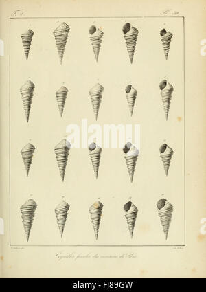 A description of fossil shells from the Paris Basin, featuring bivalves ...