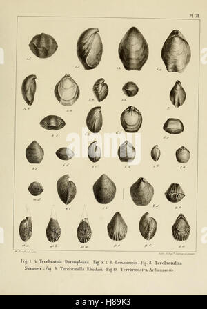 Description Mollusks Fossils Genève Grès Verts Jules-Guillaume Fick ...