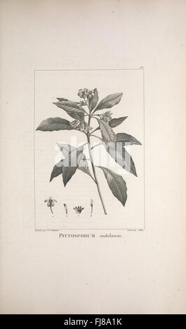 Botanical description of newly discovered or little-known plants ...