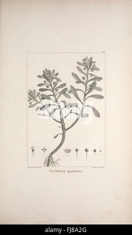 An illustrated catalog of newly discovered and lesser-known plant ...
