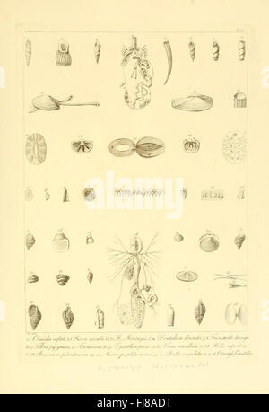A work documenting the invertebrate animals of Lower Sicily, with a ...