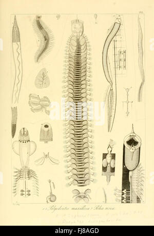 Description and anatomy of invertebrate animals from Sicily, with ...