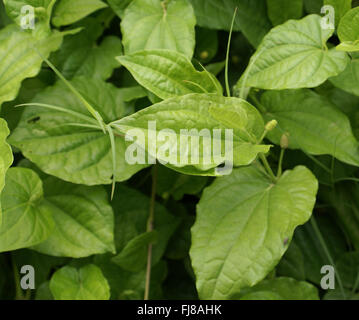 Long pepper, Piper longum, vine with heart shaped leaves and small ...