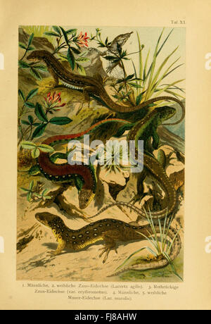 A comprehensive guide to the amphibians and reptiles of Germany ...