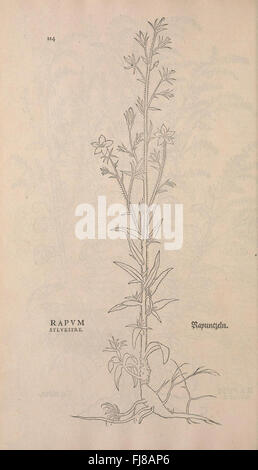 Botany, plant studies, botanical history, plant illustrations, 17th ...