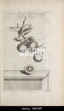 A botanical description of the flora of the Netherlands, focusing on ...
