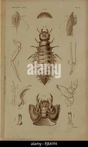 Observations on the metamorphosis of beetles, illustrated plate from ...