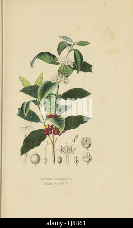 A dictionary of natural sciences, covering various life forms in nature ...