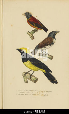 A comprehensive dictionary of natural sciences, covering various life ...