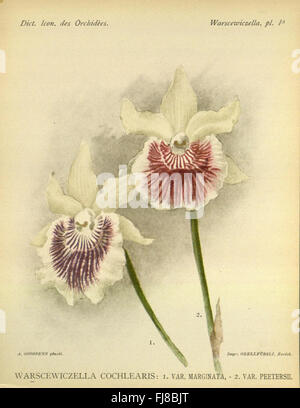 A botanical dictionary of orchids, featuring detailed illustrations (Pl ...