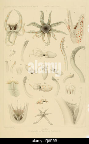 Cephalopods, marine biology, MBLWHOI Library, Valdivia Expedition ...