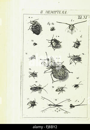 A detailed entomological guide on insect characteristics, based on the ...