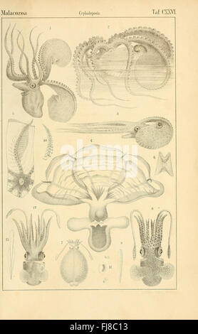 A classification of the animal kingdom, with a focus on cephalopods and ...
