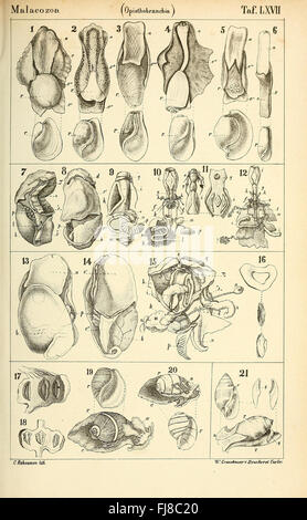 Cephalopods of the Animal Kingdom - A detailed catalog of cephalopods ...