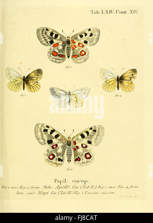 A German work on butterflies, showcasing species with detailed natural ...