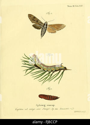 Illustrated guide on European butterflies, detailing species ...