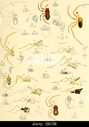 An 1880 study on the spiders of the Americas, featuring detailed ...