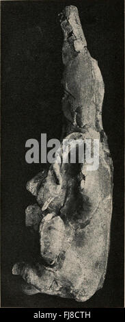 A detailed study of vertebrate anatomy, exploring the physiological ...