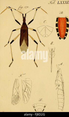 An 1831 work illustrating and describing true bugs (Hemiptera) in ...